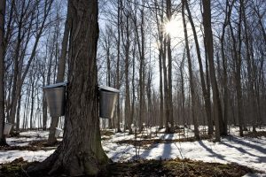 Maple Syrup and Climate Change – Maple Syrup Program