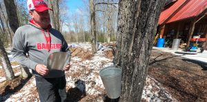 Making Maple Syrup – Maple Syrup Program