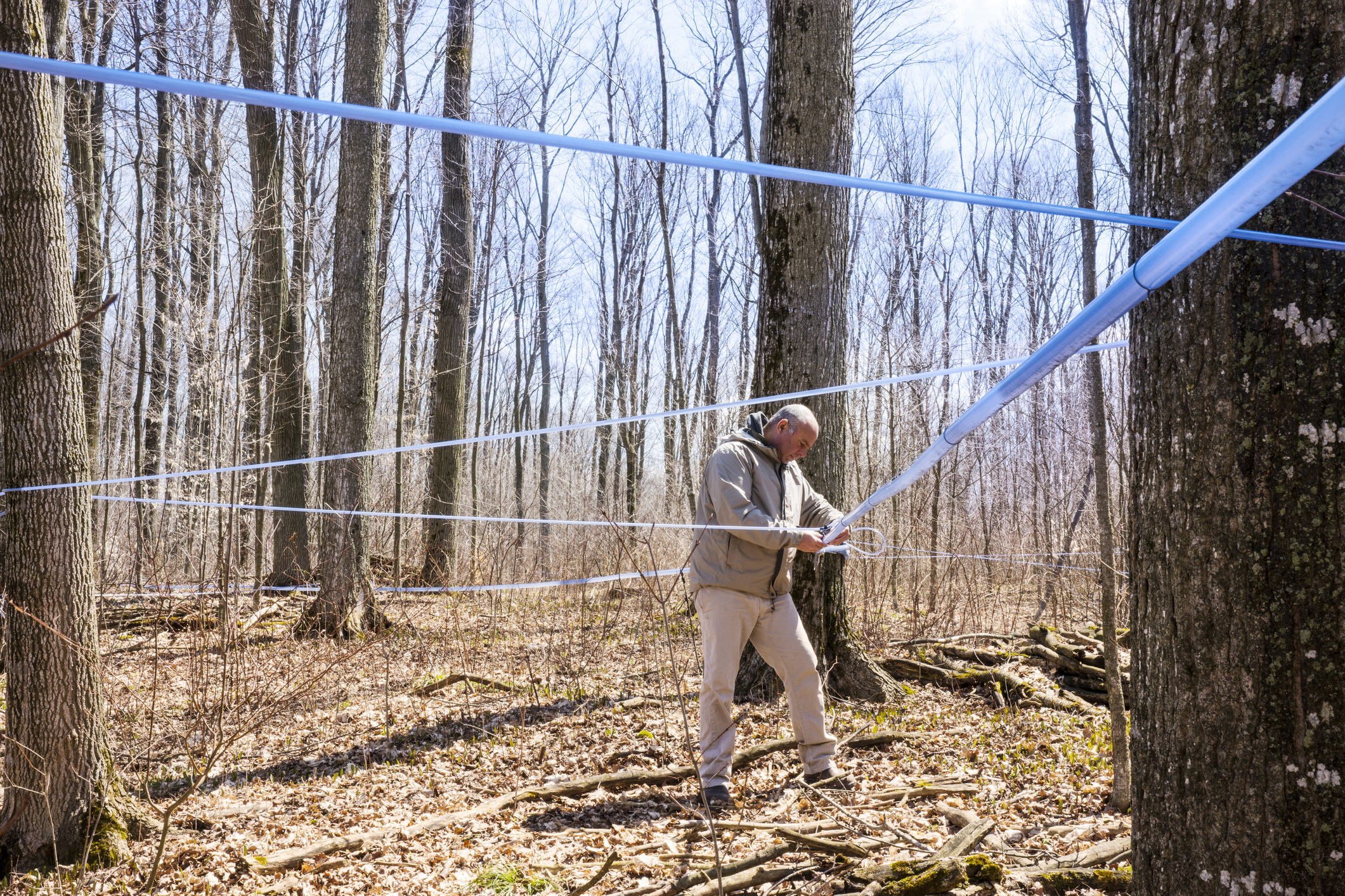 Adapting to Changes in Your Sugarbush – Maple Syrup Program