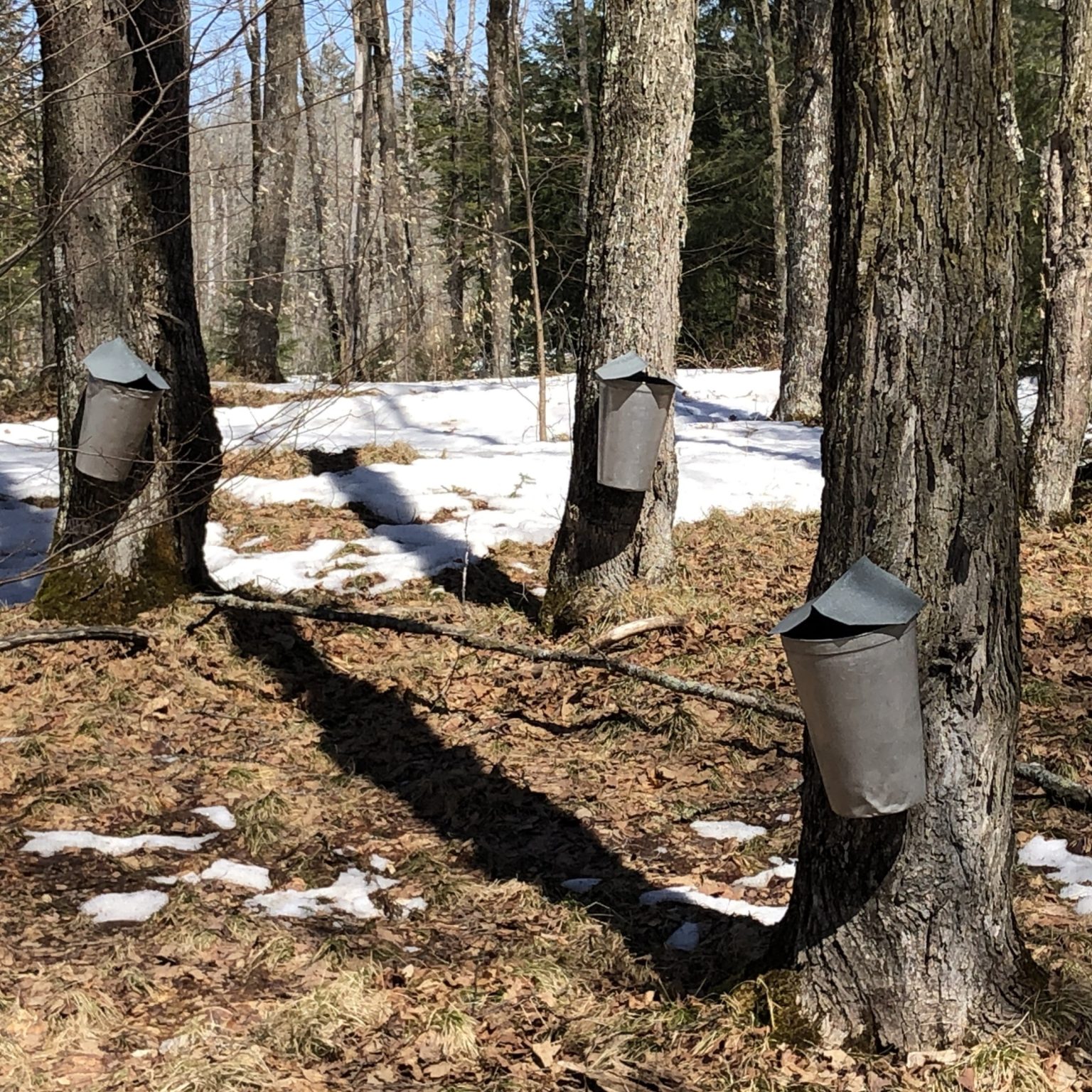 Making Maple Syrup – Maple Syrup Program