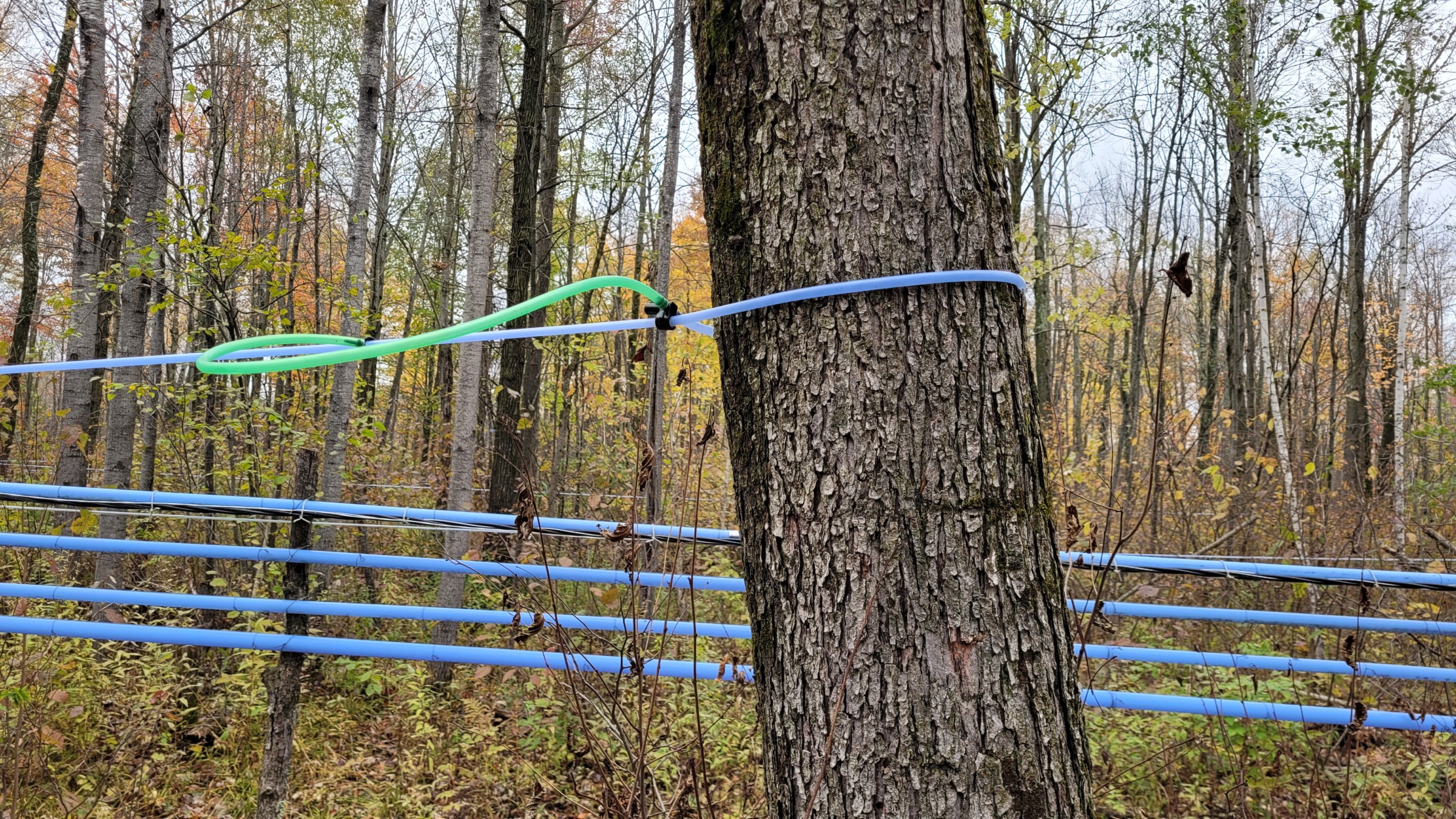 Preparing for Maple Sugaring Season – Maple Syrup Program